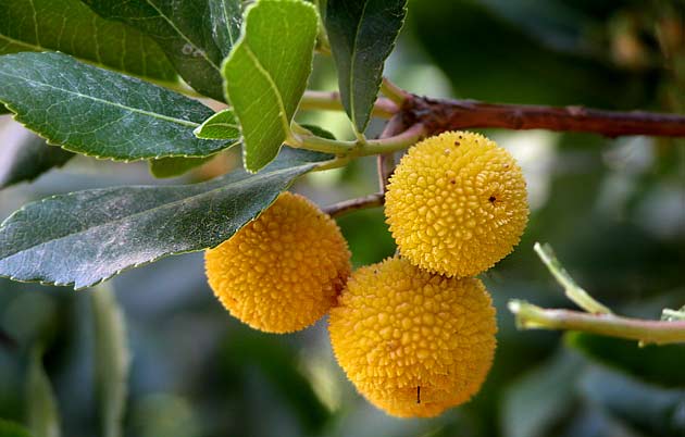 El árbol de ramón de Riviera Maya