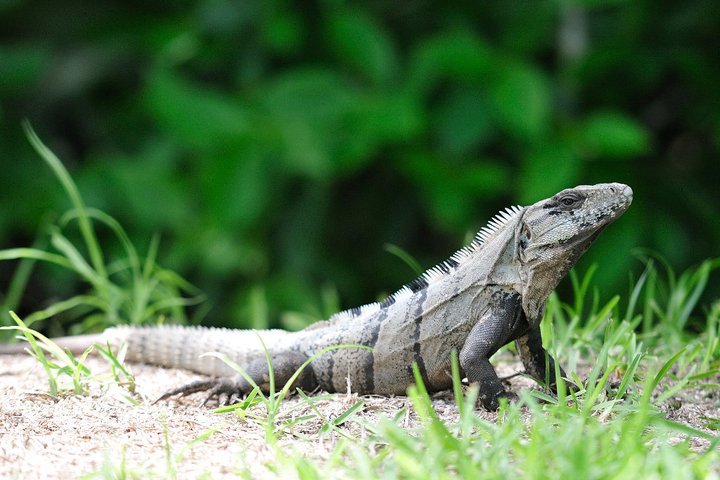 Guía de la Vida silvestre de la Riviera Maya XV