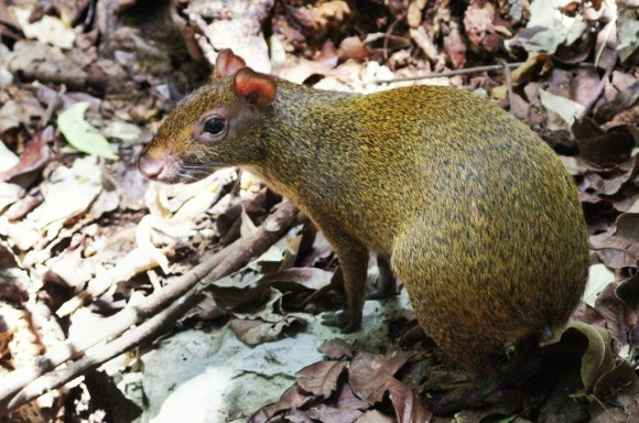 Guía de la vida silvestre de la Riviera Maya XXVI