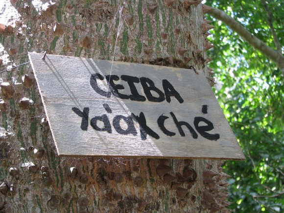 La ceiba de Riviera Maya