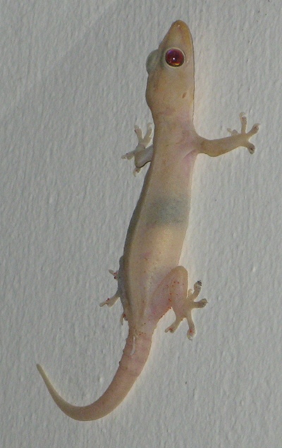 Gecko1 | Vacaciones en la playa
