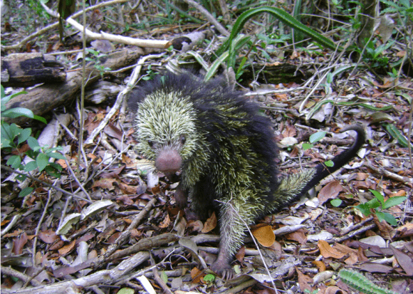 puerco espin | Vacaciones en la playa