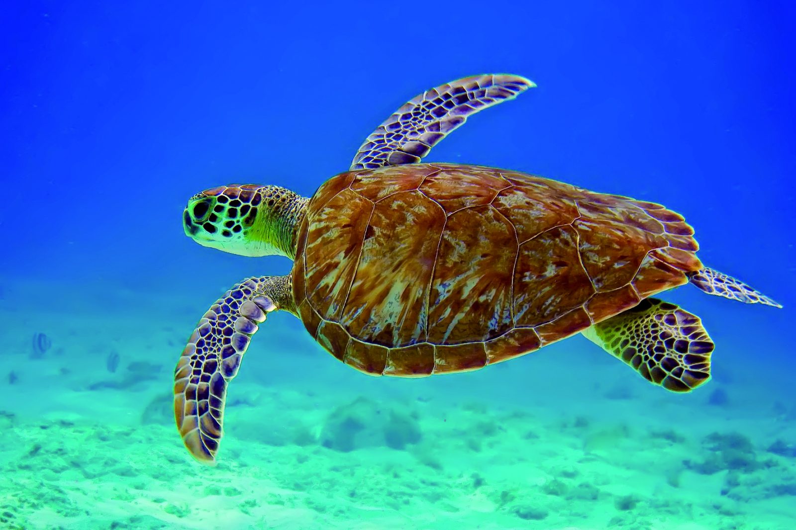 SEA TURTLE | Vacaciones en la playa