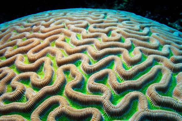 Pseudodiploria strigosa: The Caribbean Brain Coral | Bahia Principe